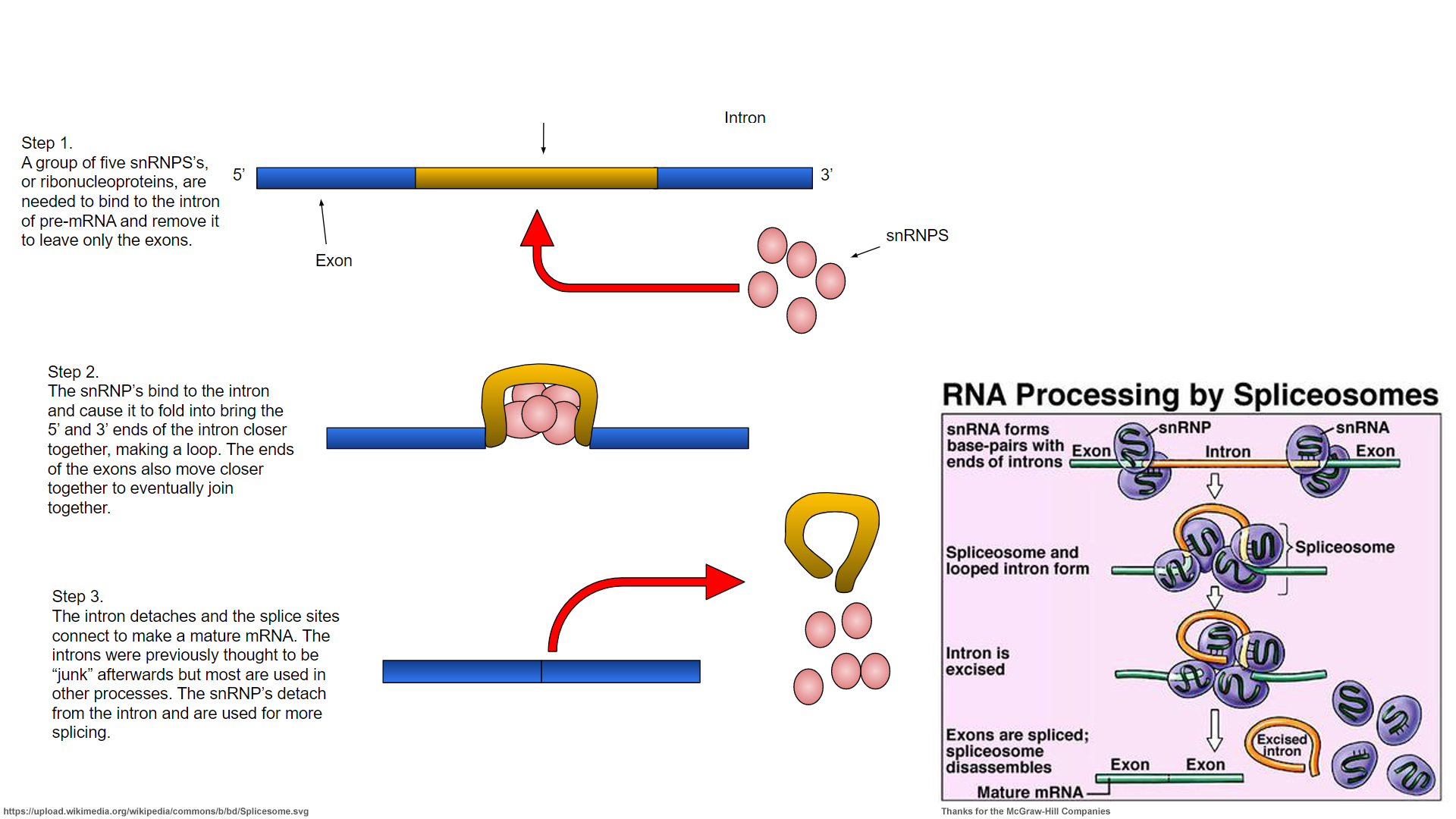 ÁCIDOS NUCLEICOS – ÍNTRONS, EXONS e “Splicing” de RNA – Portal Italiano